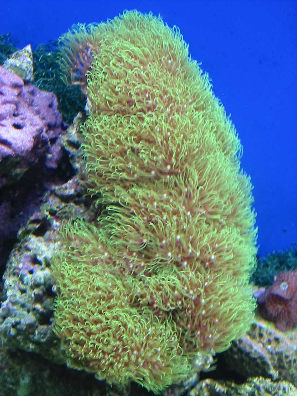 Pachyclavularia (Star Polyps)
