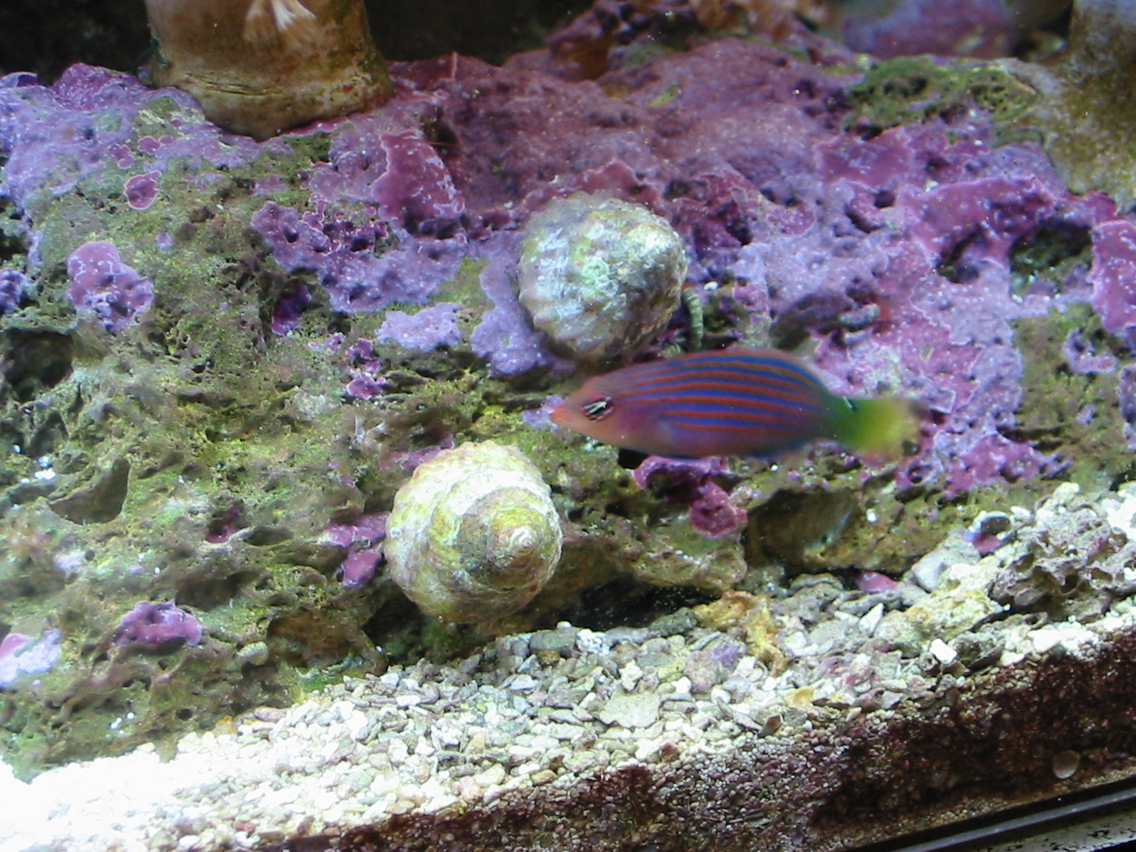 Sixline Wrasse (Pseudocheilinus hexataenia)